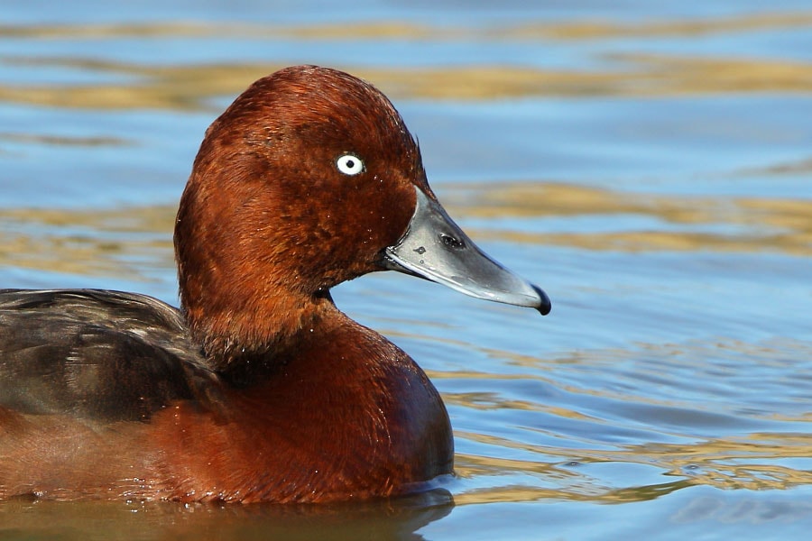 Ferruginous Duck photo ID guide - BirdGuides