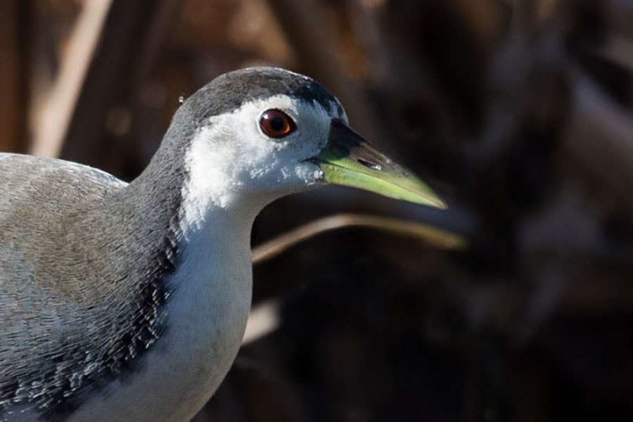 White-breasted Waterhen – a Western Palearctic first - BirdGuides