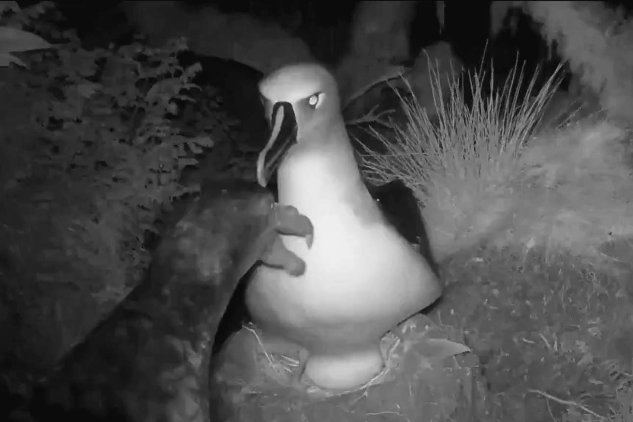 Giant petrels killing adult albatrosses on Gough Island - BirdGuides