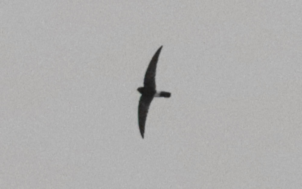 An interesting swift on Fuerteventura, February 2020 - BirdGuides