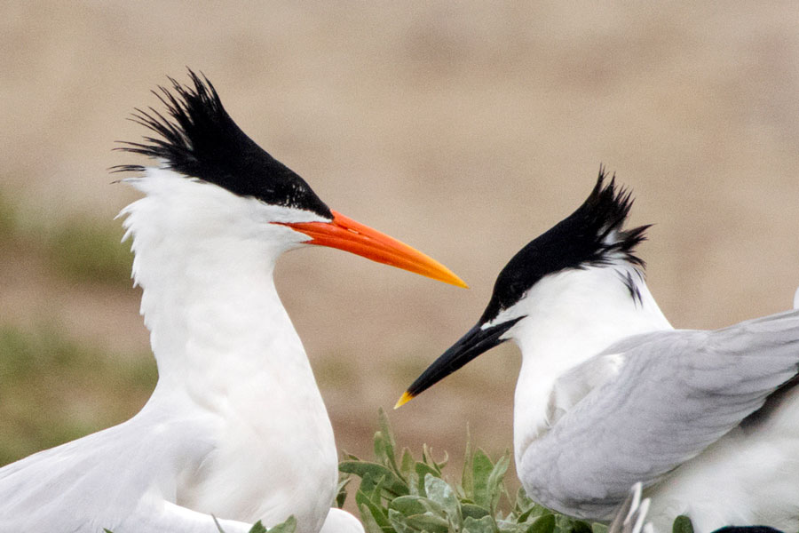 Orange-billed terns photo ID guide - BirdGuides