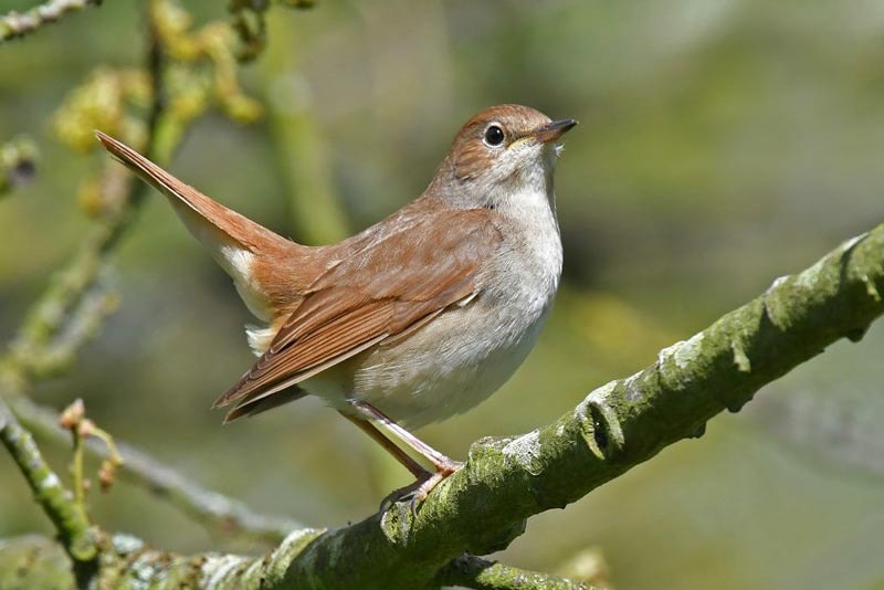 Is climate change shortening nightingales' wings? - BirdGuides