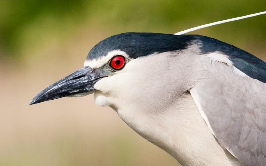Rare herons photo ID guide - BirdGuides