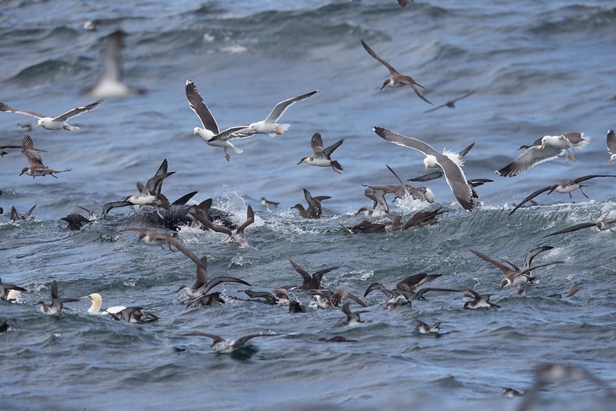 'Major seabird hot-spot' identified in North Atlantic - BirdGuides
