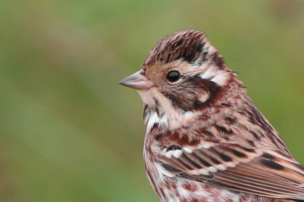 Reed, Little and Rustic Buntings photo ID guide - BirdGuides