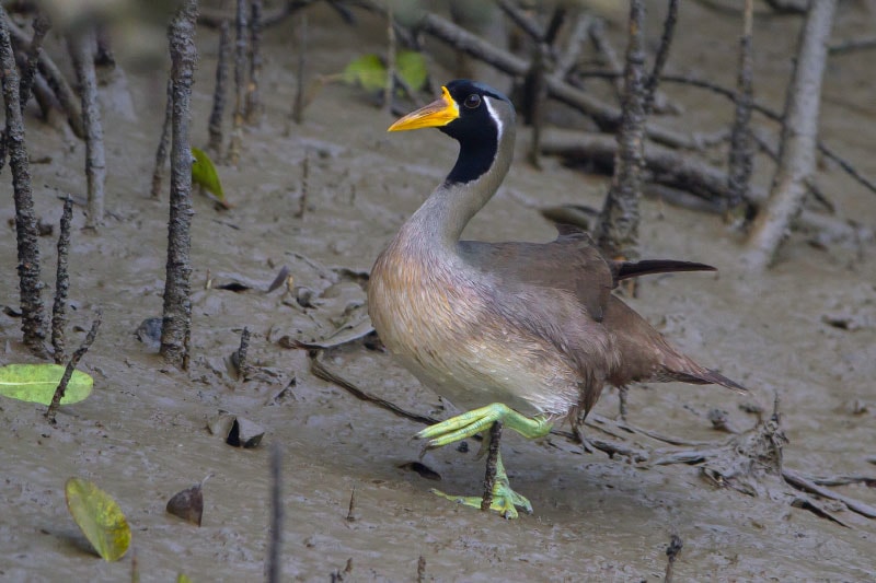 Masked Finfoot sliding towards extinction - BirdGuides