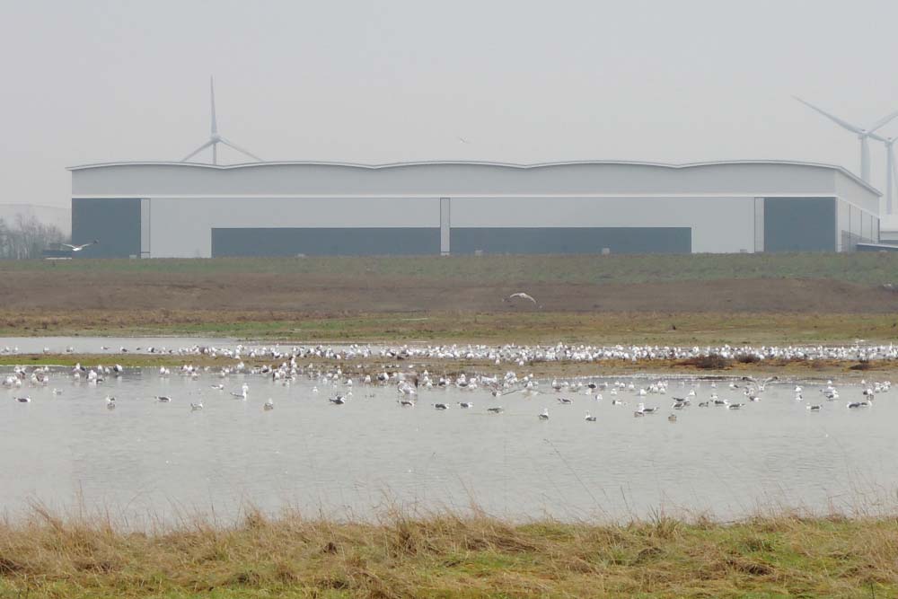 Changing landscapes: birding on building sites - BirdGuides