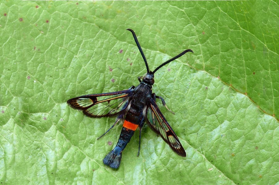 Searching for day-flying moths - BirdGuides