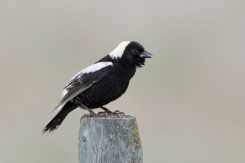 Geolocators uncover Bobolink's epic overseas migration - BirdGuides