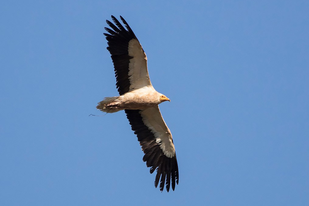 The Centurion Club: birds not seen in Britain for more than 100 years ...