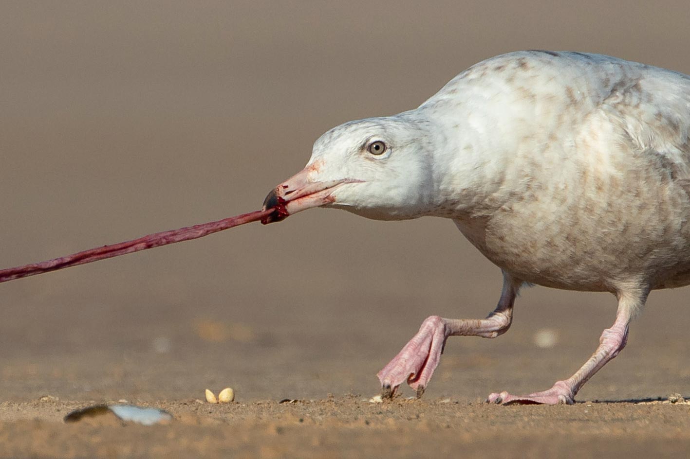 Photo of the Week: 6-12 February - BirdGuides