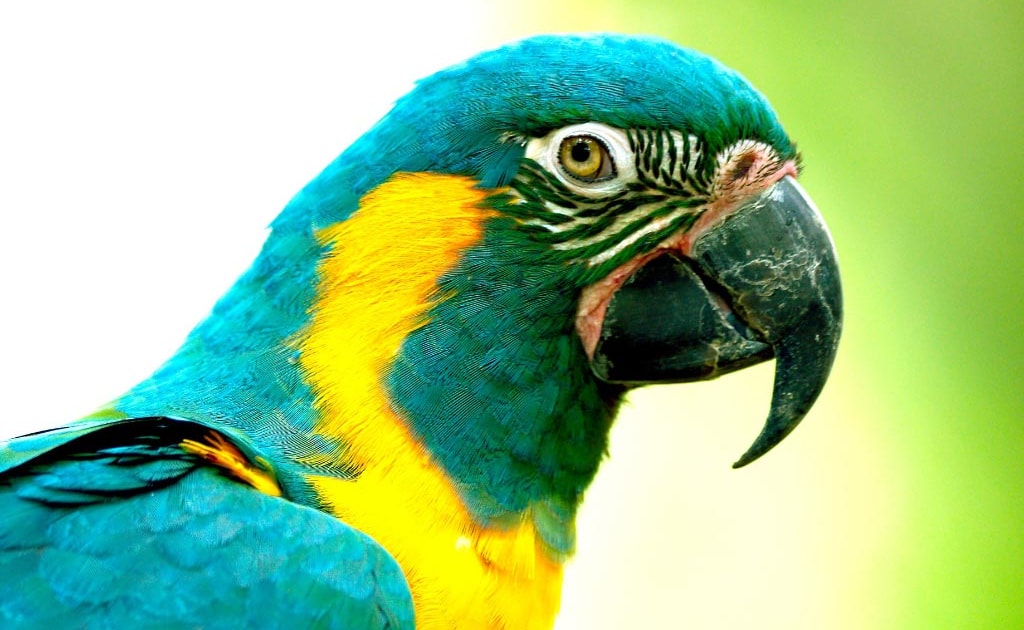 Wild and captive Blue-throated Macaws are genetically distinct - BirdGuides
