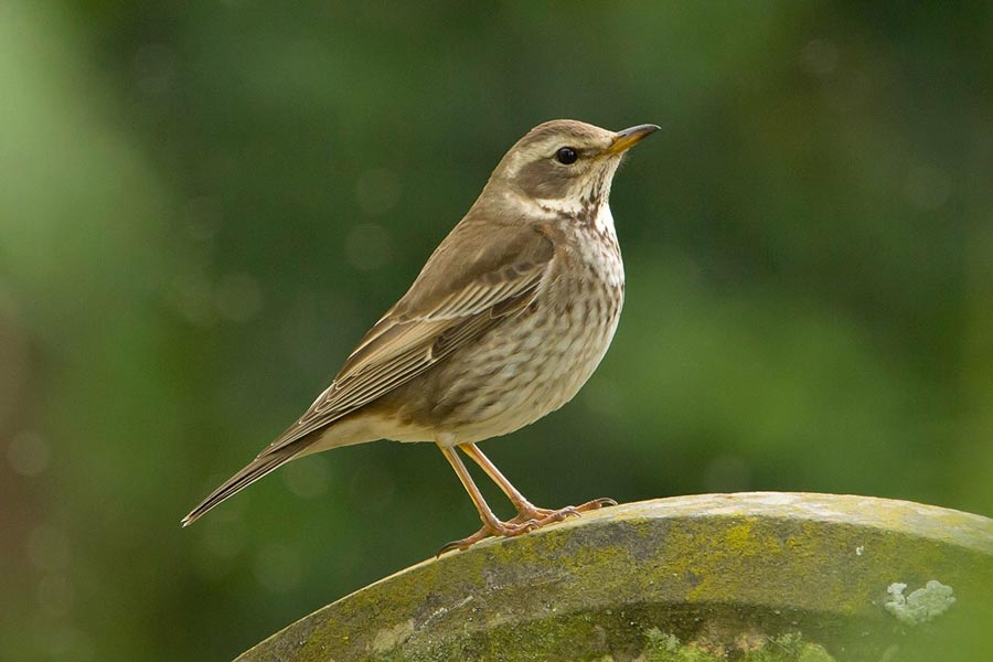 Dominic Mitchell: for the record - BirdGuides