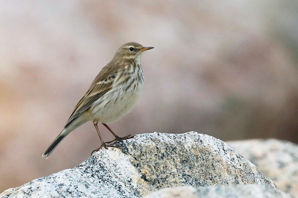Focus on: Water Pipit - BirdGuides