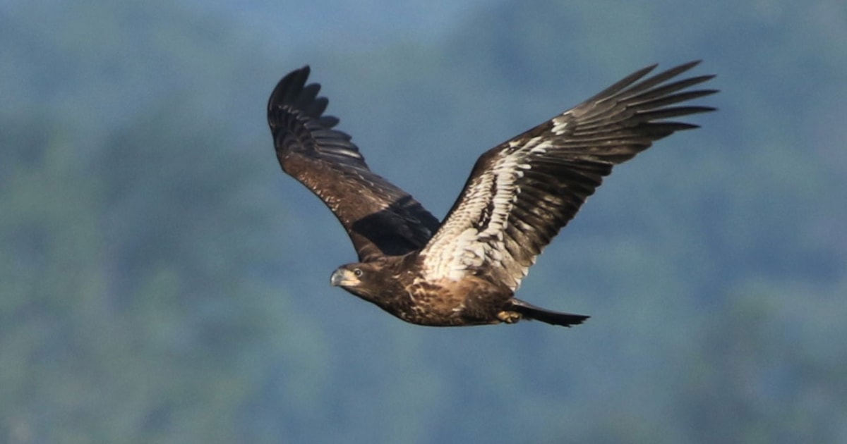 A young birder's trip to Cornell - BirdGuides