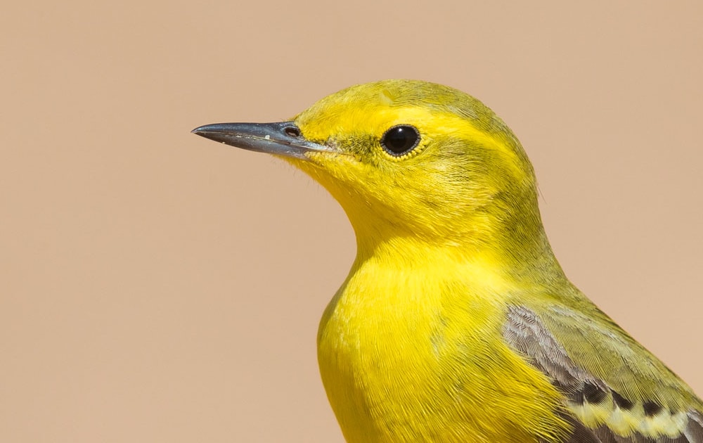 Spring yellow wagtails photo ID guide - BirdGuides