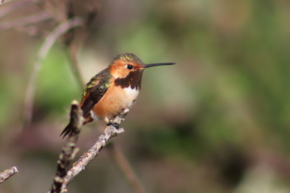 Hummingbird hybrid zone documented - BirdGuides