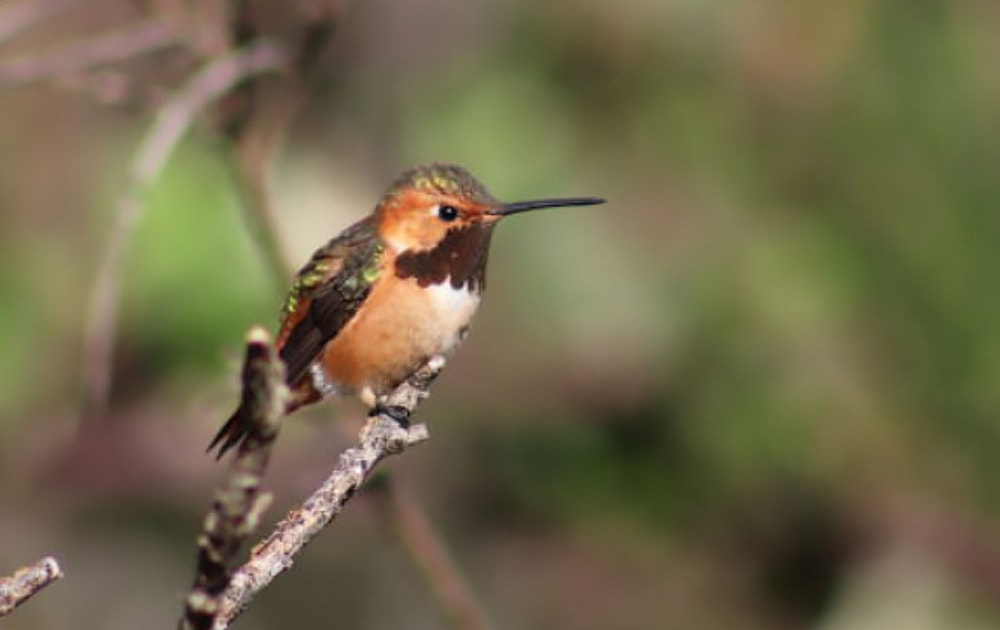 Hummingbird hybrid zone documented - BirdGuides