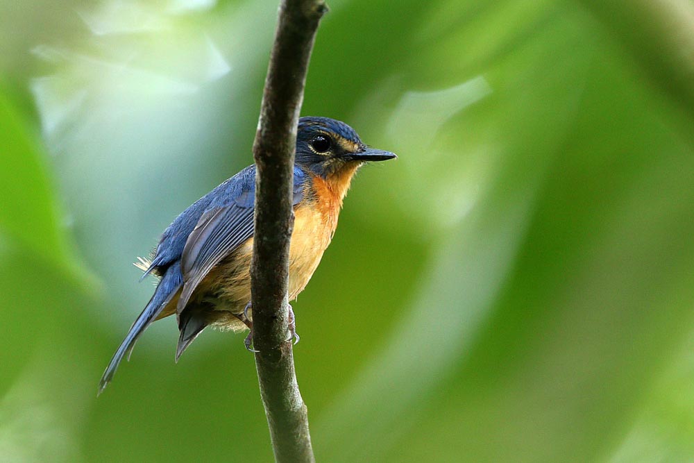 Ten new taxa described from Indonesia - BirdGuides