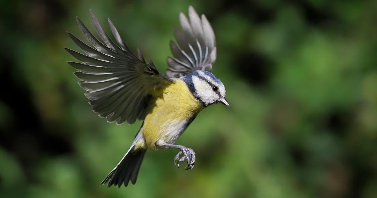 Fresh concern for Scotland's woodland birds - BirdGuides