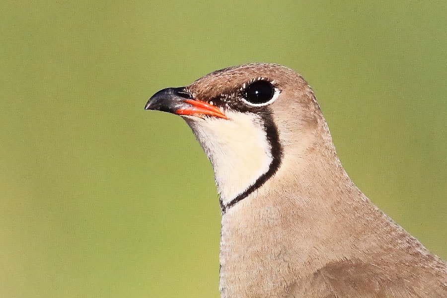 Pratincoles photo ID guide - BirdGuides