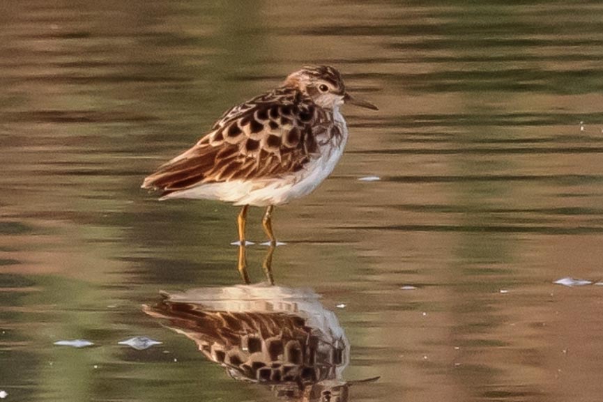 Rarity finders: Long-toed Stint in West Yorkshire - BirdGuides