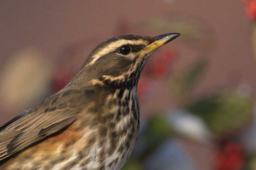 Redwing and rarer relatives photo ID guide - BirdGuides