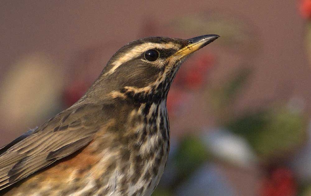 Redwing and rarer relatives photo ID guide - BirdGuides