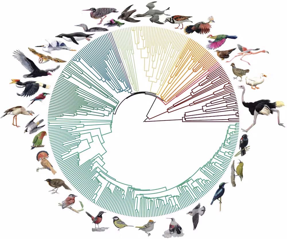 Landmark study gives major shake-up to evolutionary history of birds ...