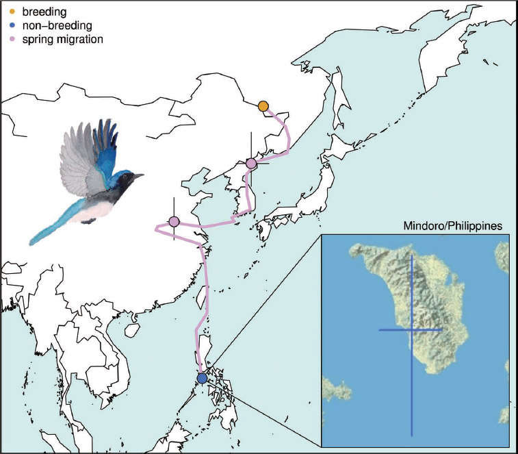 Geolocator reveals unexpected migration route of East Asian flycatcher ...