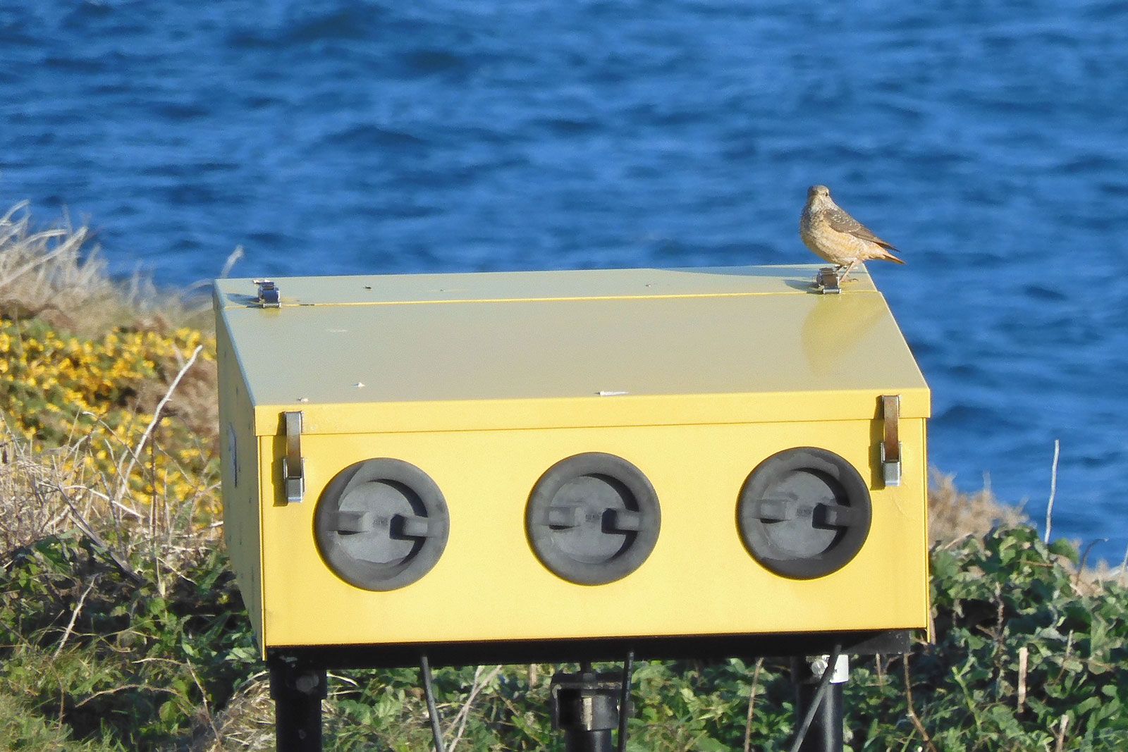 Rarity finders: Common Rock Thrush on St Mary's - BirdGuides