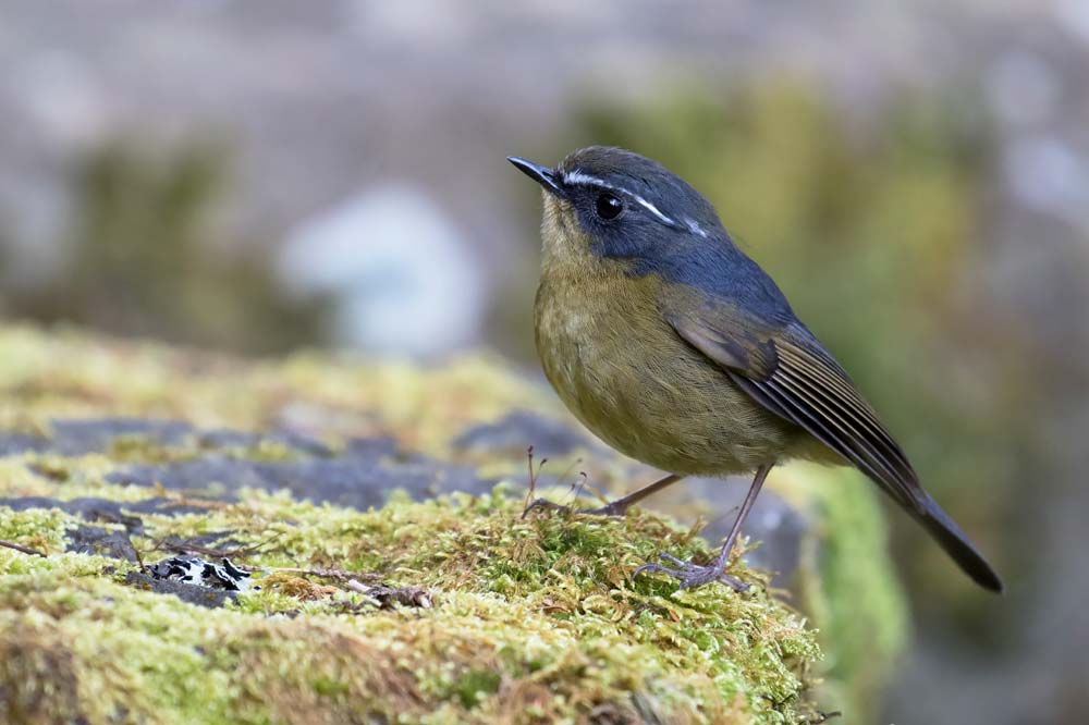 Genetics suggest two new species of bush robin - BirdGuides