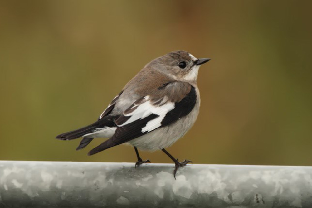 Autumn flycatchers photo ID guide - BirdGuides