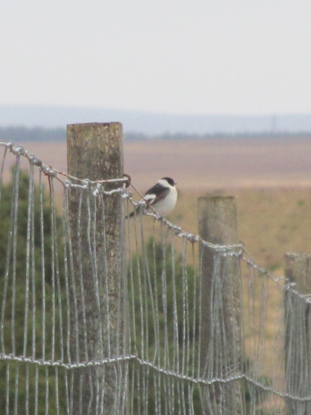 Rarity finders: Collared Flycatcher in Caithness - BirdGuides