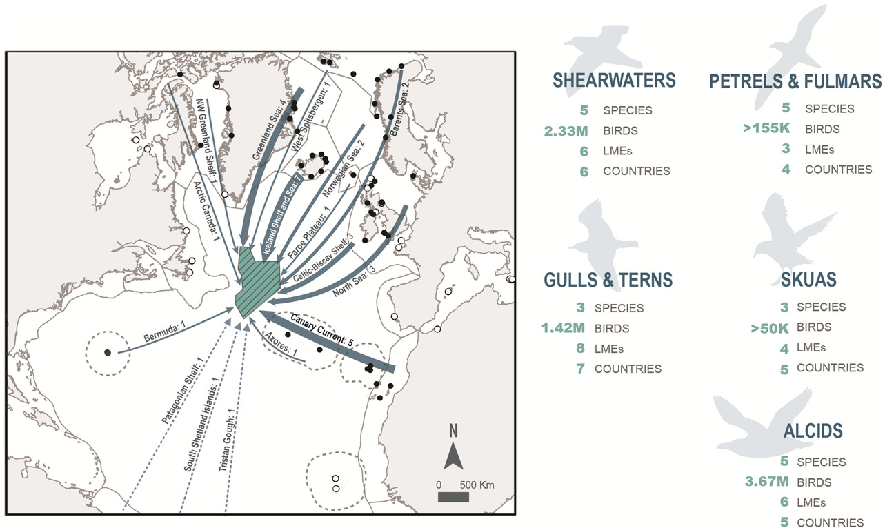 'Major seabird hot-spot' identified in North Atlantic - BirdGuides