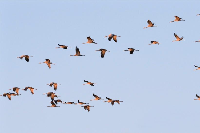 Estonia's festival of birds - BirdGuides