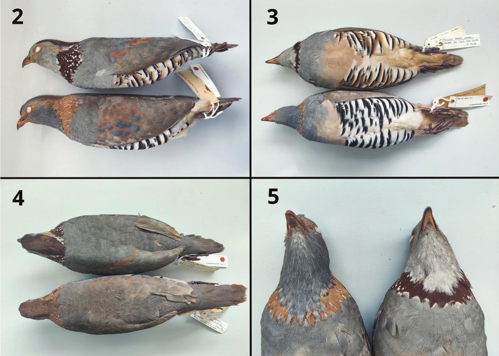 One of the Western Palearctic's most threatened birds could be a full ...