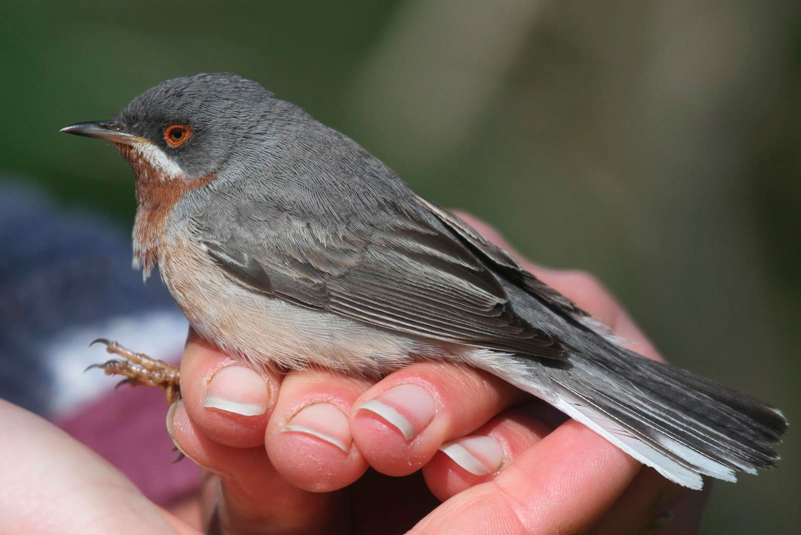Subalpine warblers photo ID guide - BirdGuides
