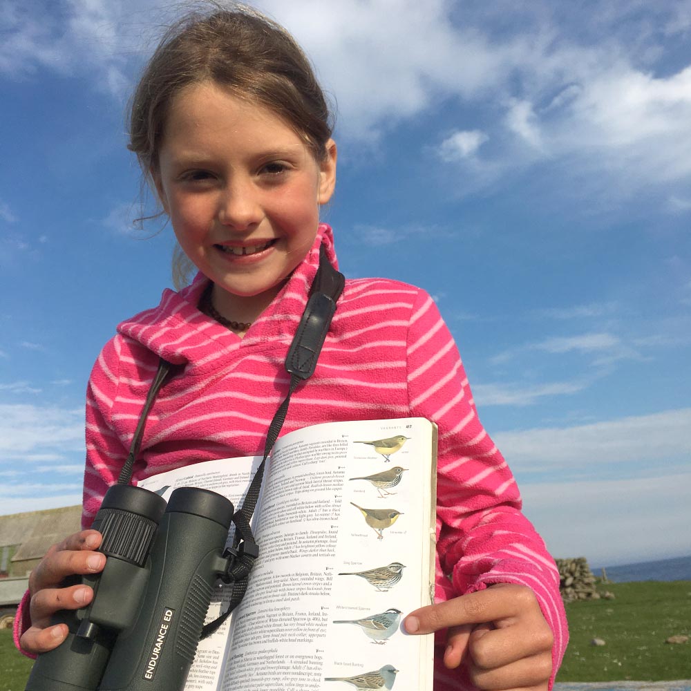 Rarity finders: White-crowned Sparrow on Fetlar - BirdGuides