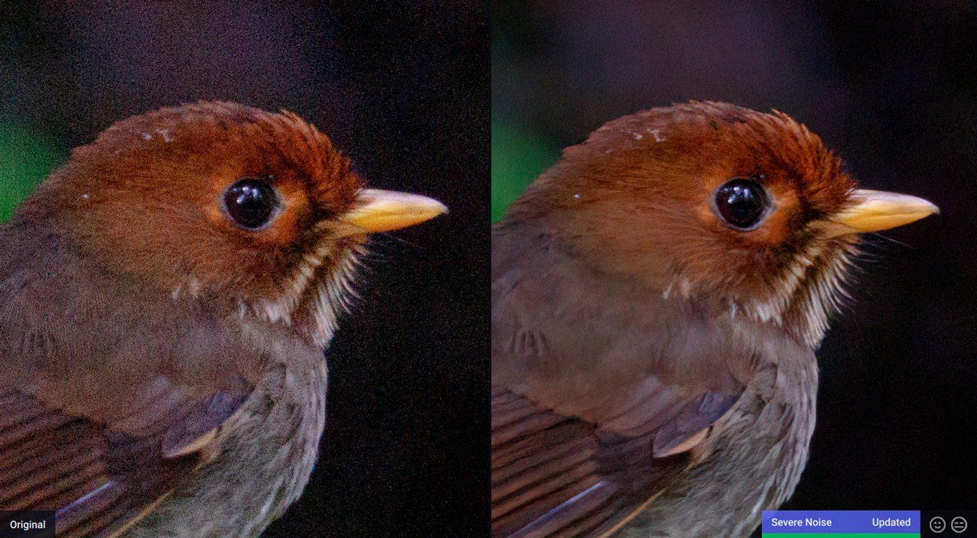 Topaz Labs DeNoise AI, Gigapixel AI and Sharpen AI - BirdGuides