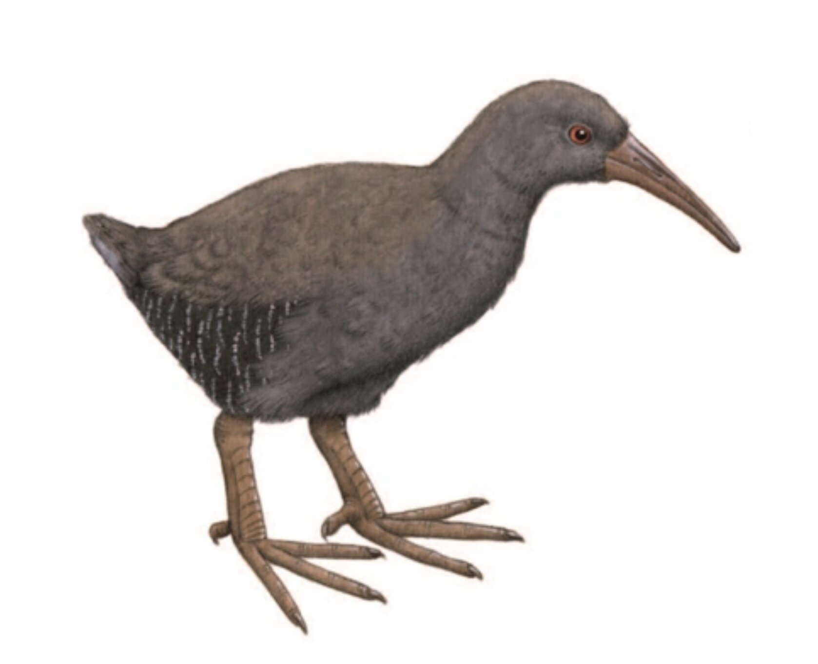 Extinct Macaronesian endemics revealed in new study - BirdGuides