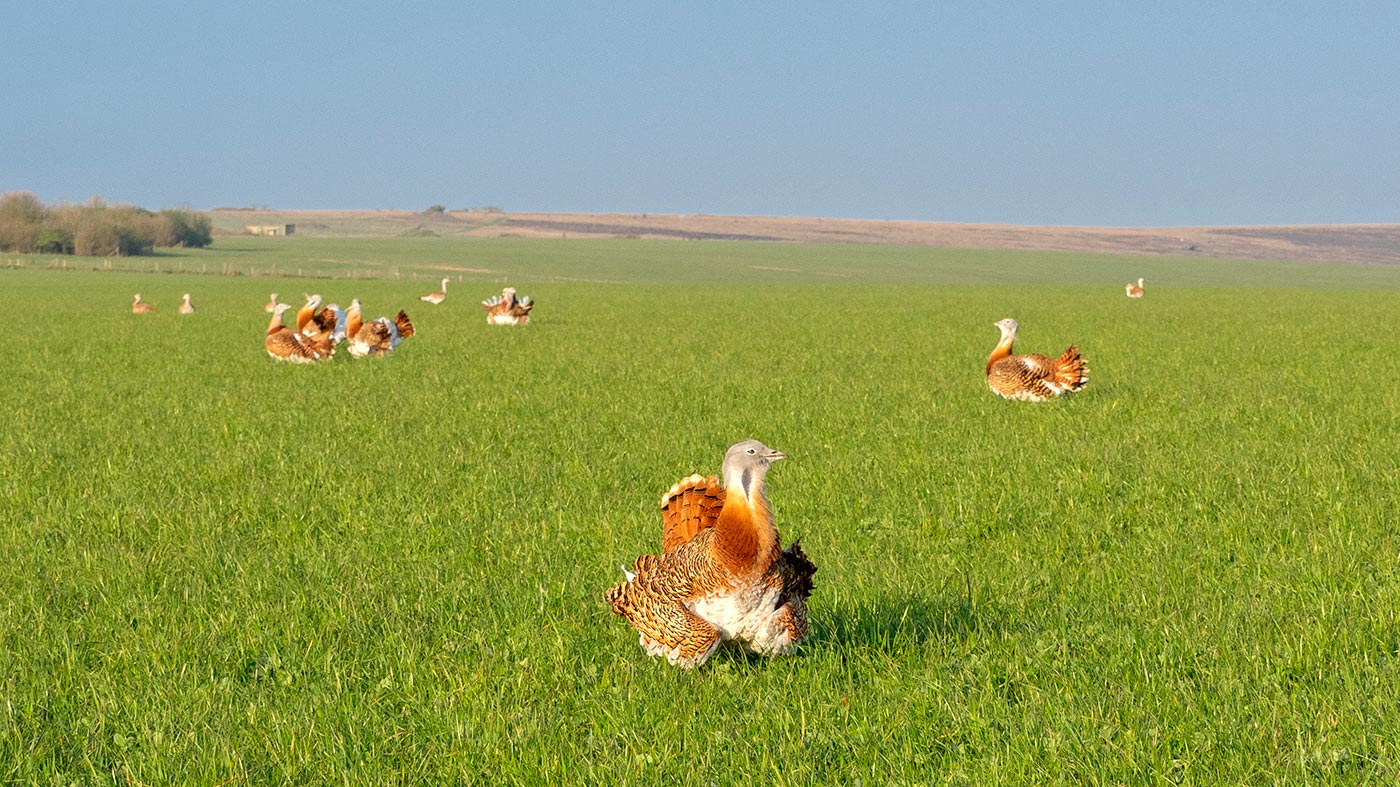 Great British bustards - BirdGuides