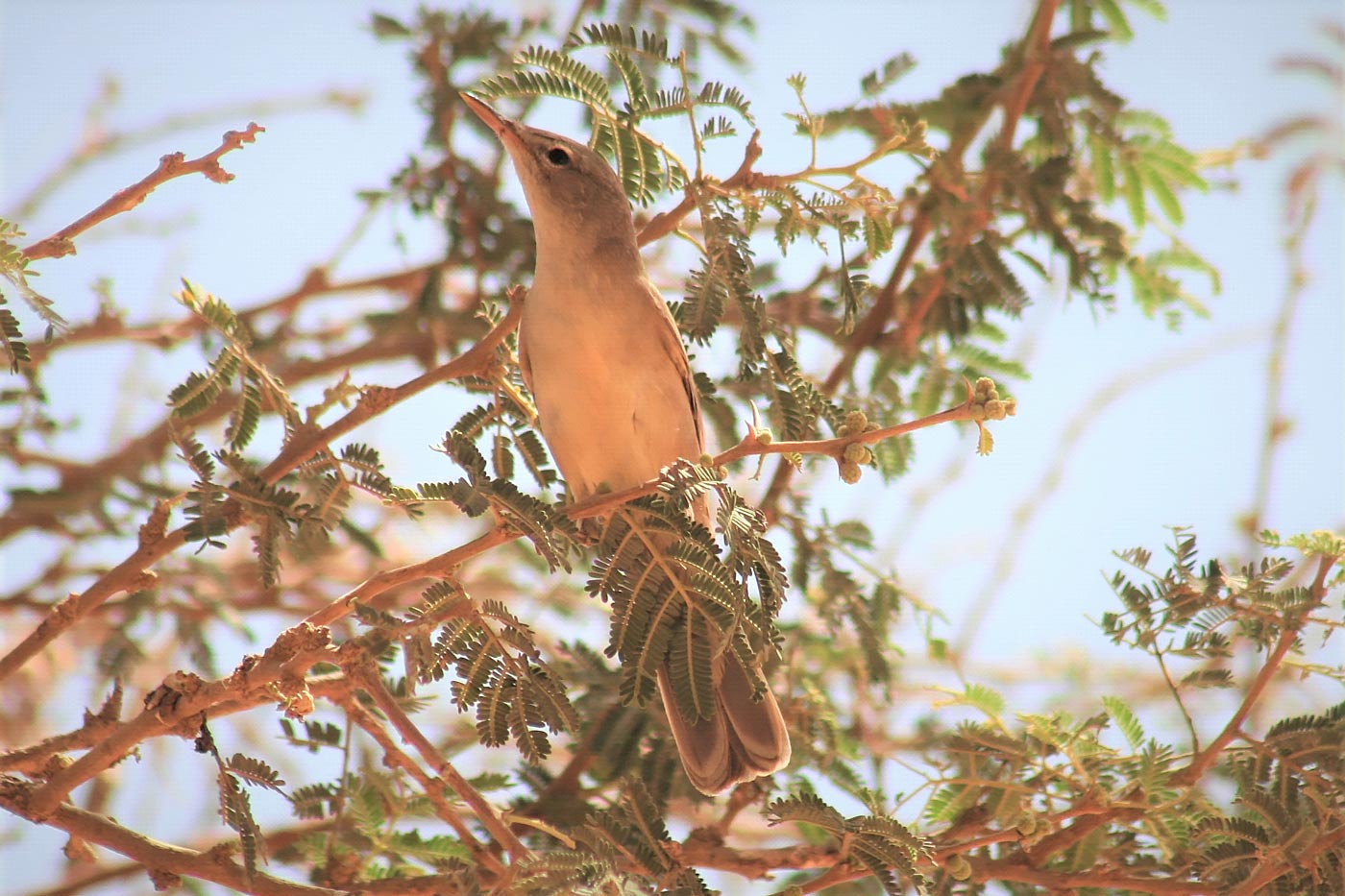 Spring migration in Saudi Arabia, part two - BirdGuides