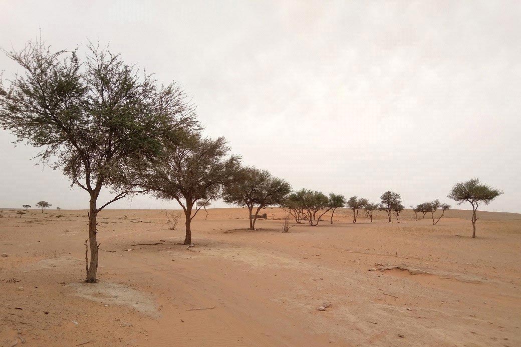 Spring migration in Saudi Arabia, part two - BirdGuides