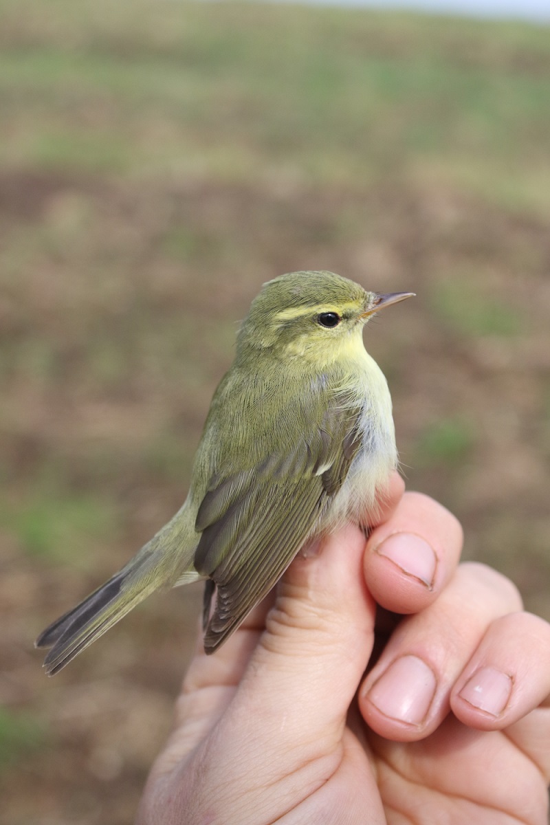 Rarity finders: Green Warbler in East Yorkshire - BirdGuides