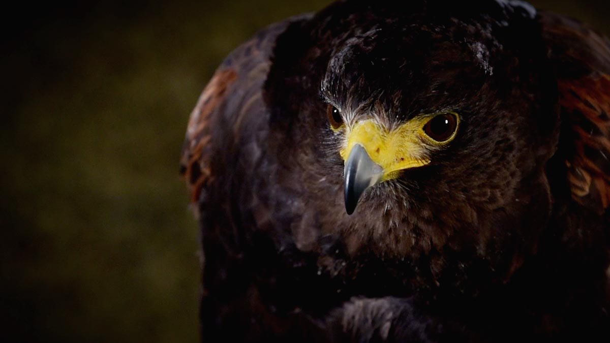 The hawk has landed: how birds touch down safely - BirdGuides