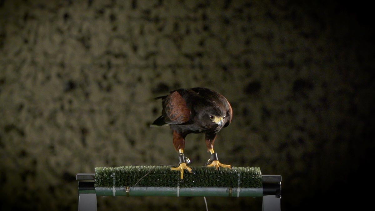 The hawk has landed: how birds touch down safely - BirdGuides