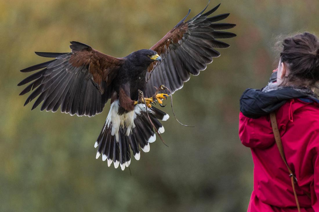 The hawk has landed: how birds touch down safely - BirdGuides