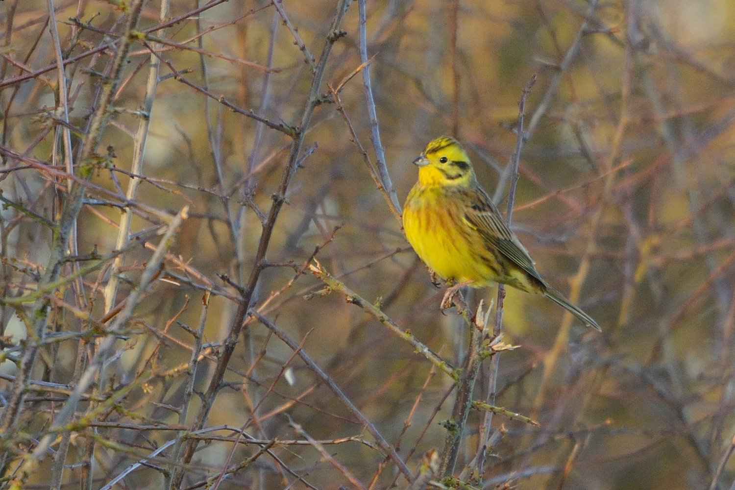 Record winter flocks at RSPB Hope Farm - BirdGuides