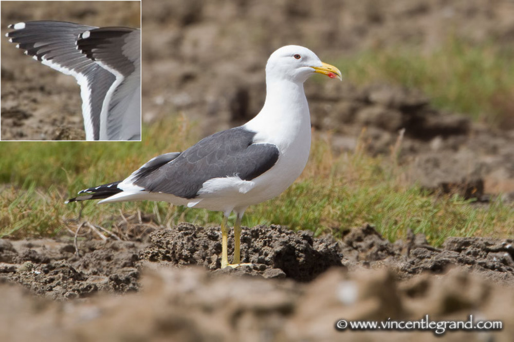 Cape Gull: coming soon to Britain? - BirdGuides